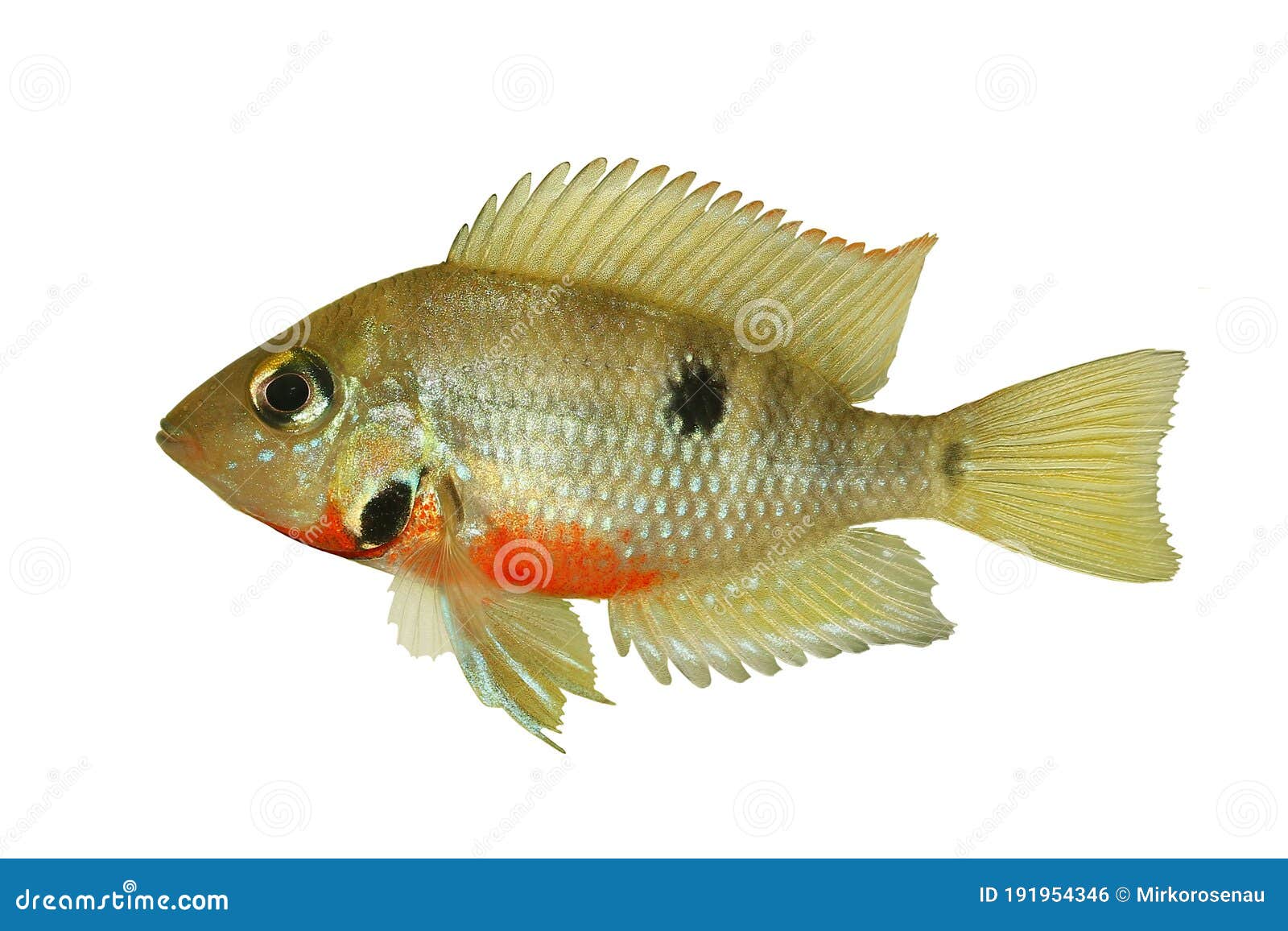 Firemouth Cichlid Aquarium Fish Thorichthys Meeki Stock Photo - Image ...