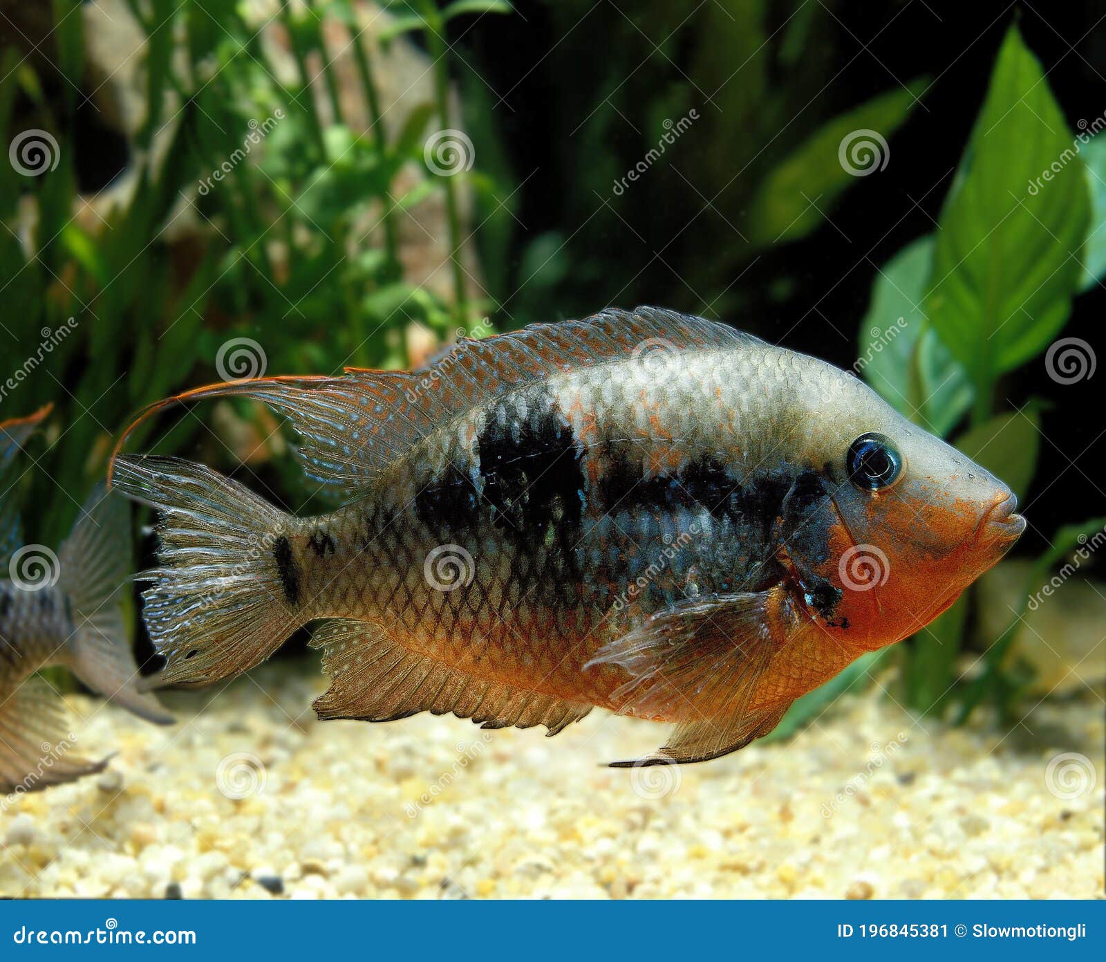 Firemouth Cichlid or Firemouth Meeki, Thorichthys Meeki Stock Image ...