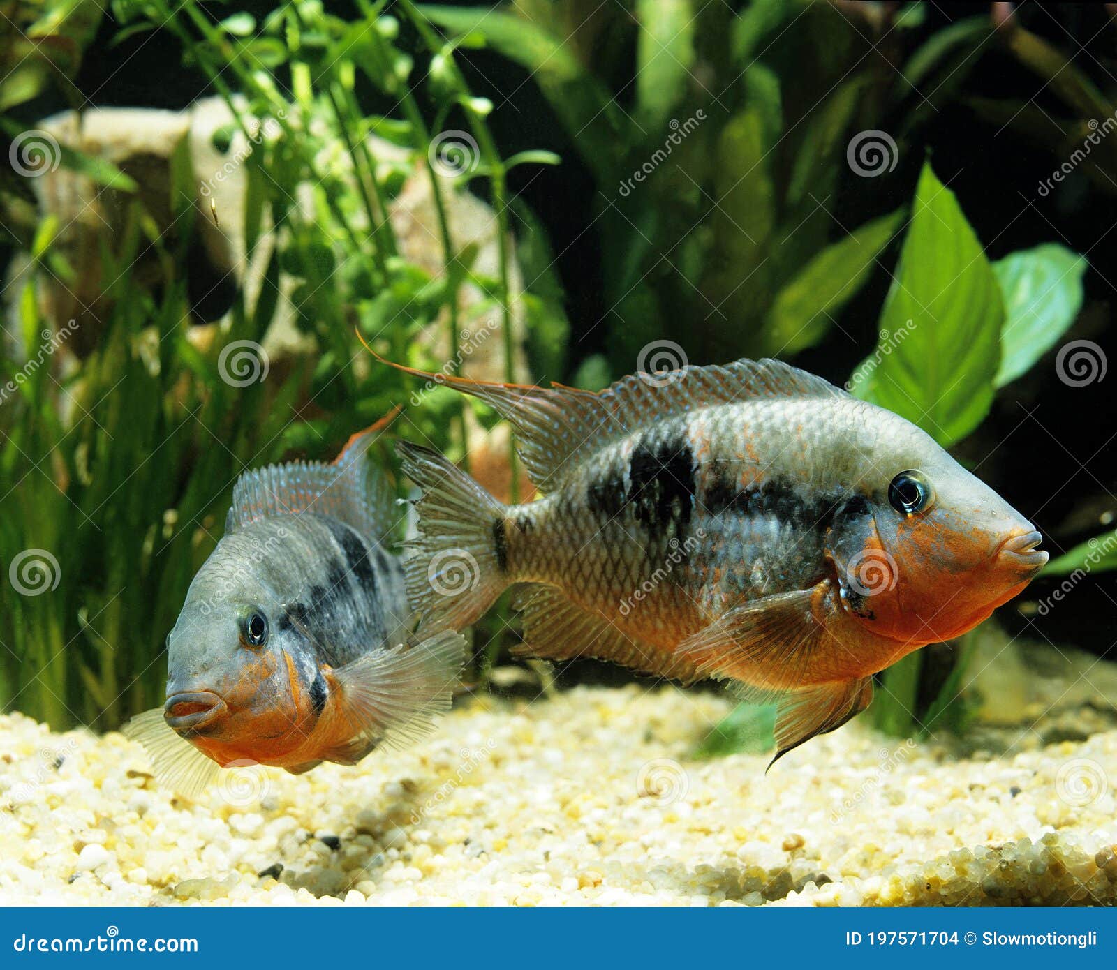 Firemouth Cichlid or Firemouth Meeki, Thorichthys Meeki Stock Photo ...