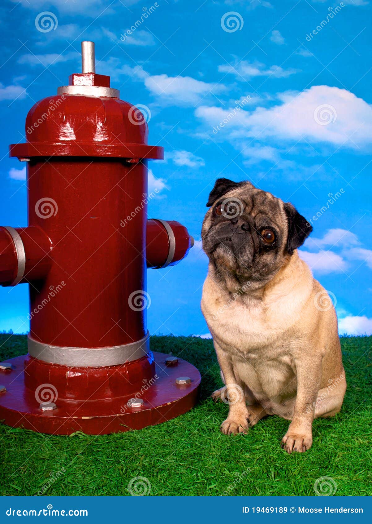 Fireplug Pug stock image. Image of pure, animal, doggie - 19469189