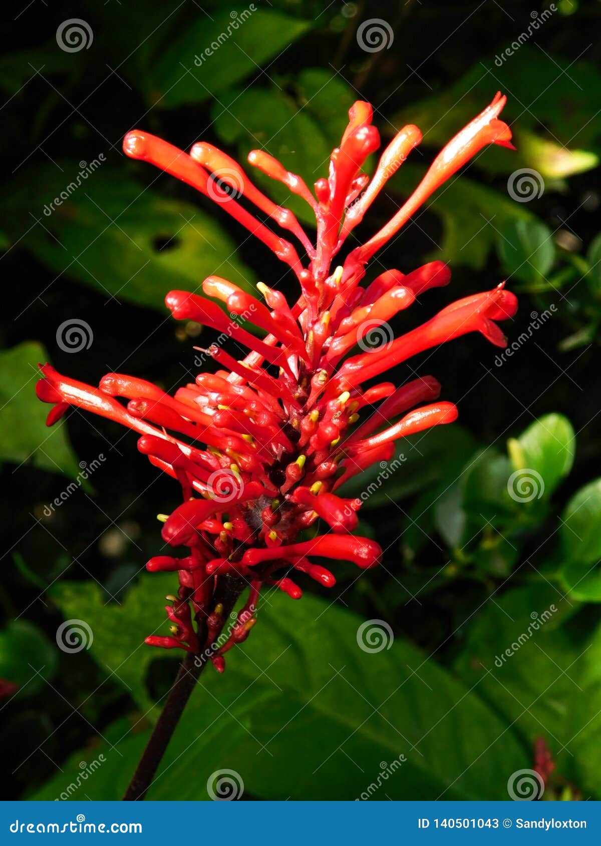 Firespike flower stock image. Image of sunbirds, plant - 140501043