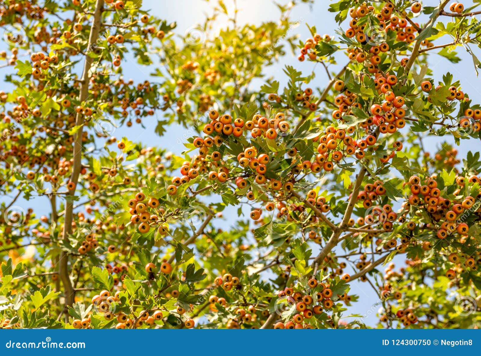 Firethorn berries stock photo. Image of fruit, composition - 124300750
