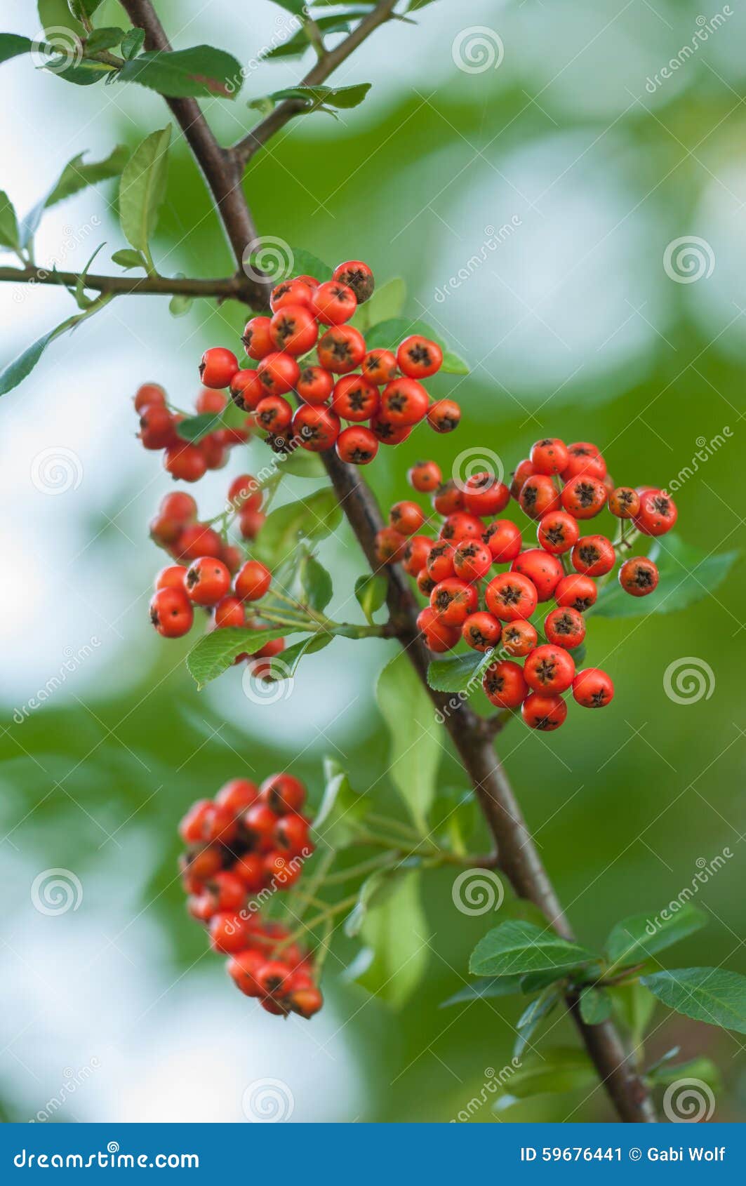 Firethorn - Pyracantha stock image. Image of pyracantha - 59676441