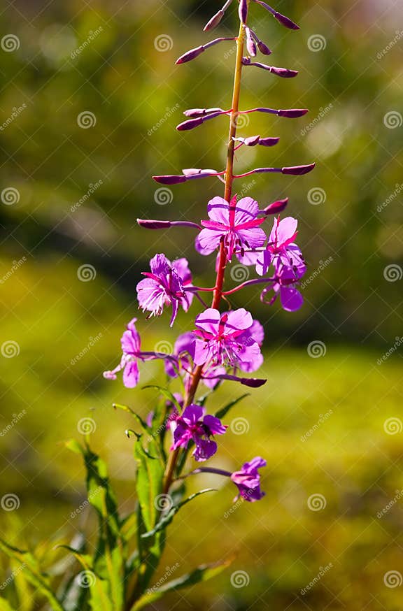 Fireweed stock photo. Image of summer, fireweed, nature - 10494582