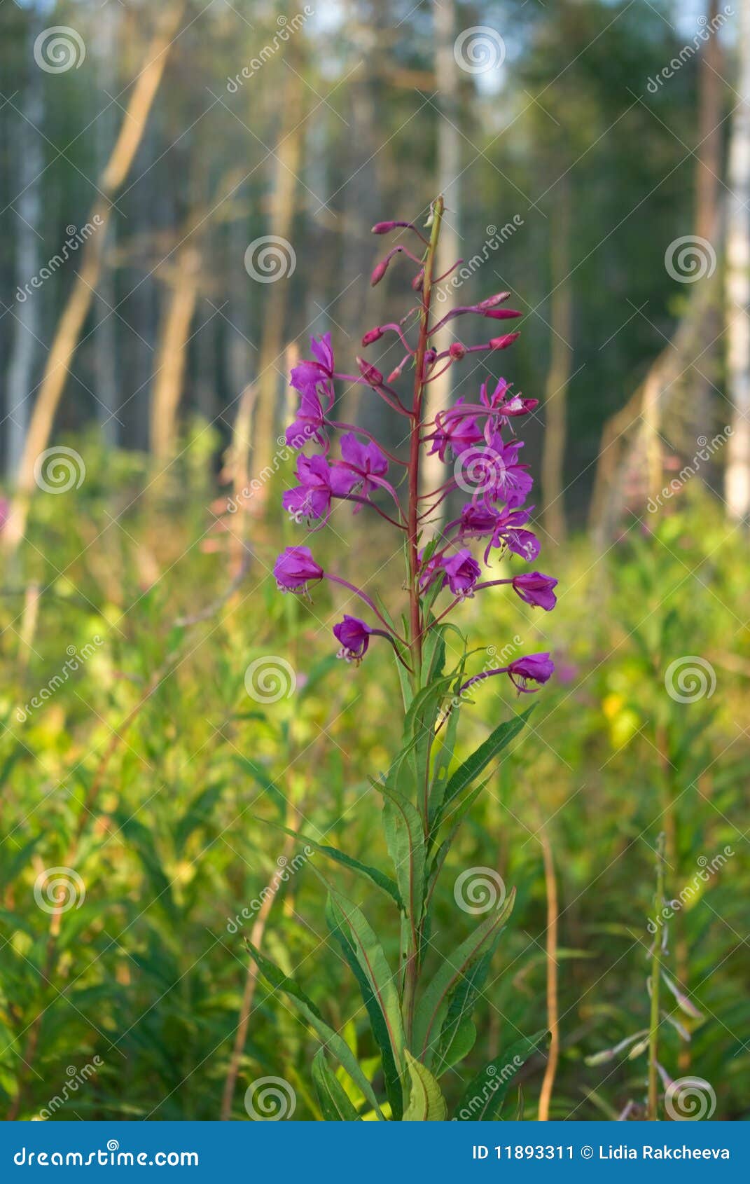 Fireweed stock image. Image of natural, white, leaf, blooming - 11893311