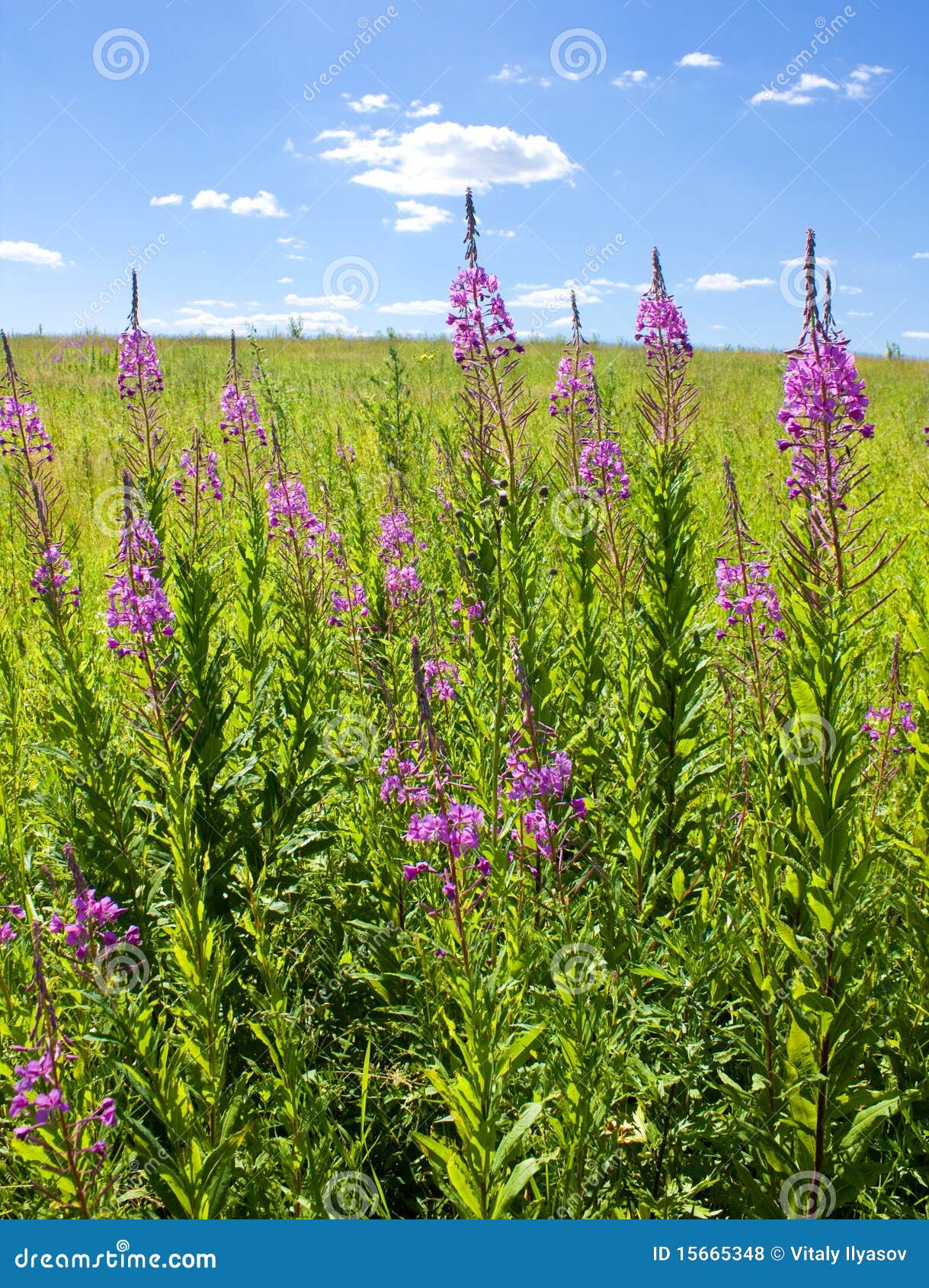 Fireweed stock photo. Image of vegetation, rich, june - 15665348