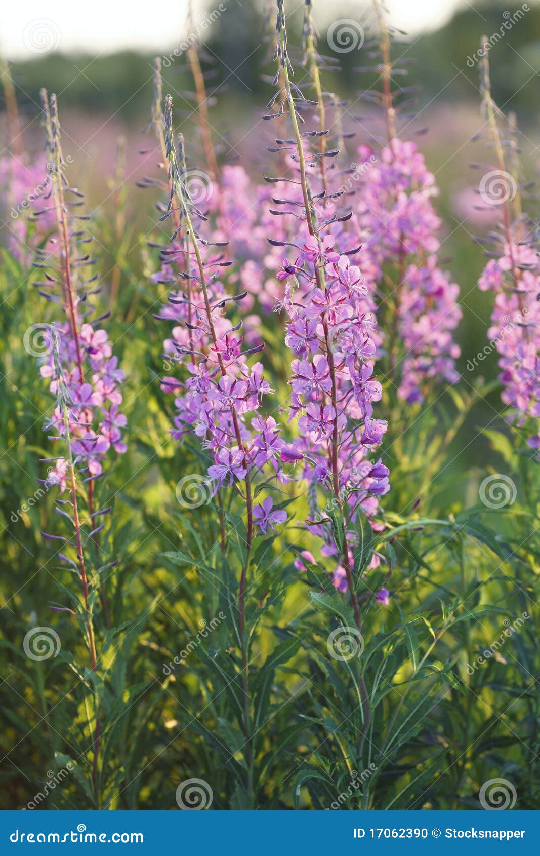 Fireweed Stock Photography | CartoonDealer.com #47834000