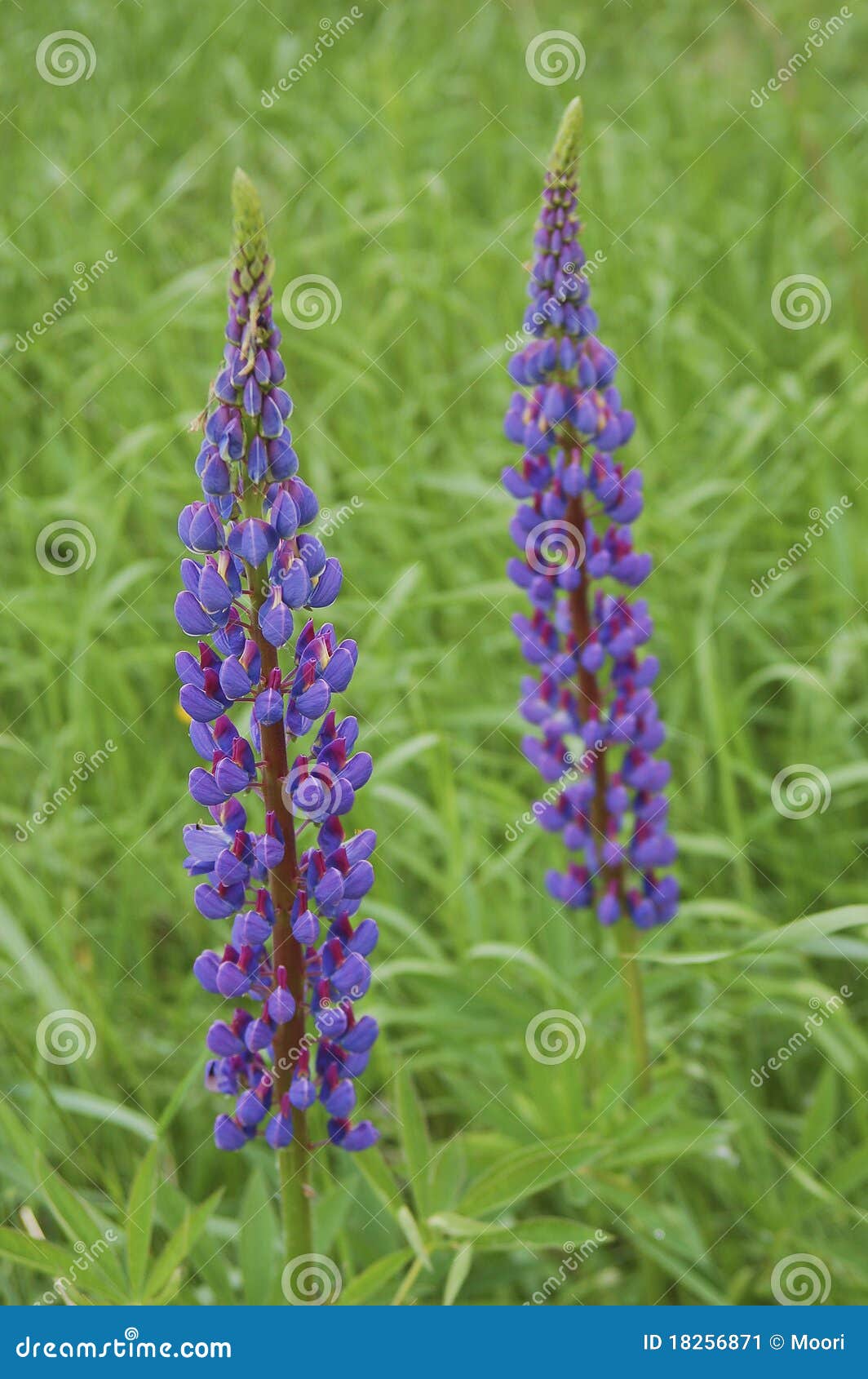 Fireweed stock image. Image of fresh, grow, green, beautiful - 18256871
