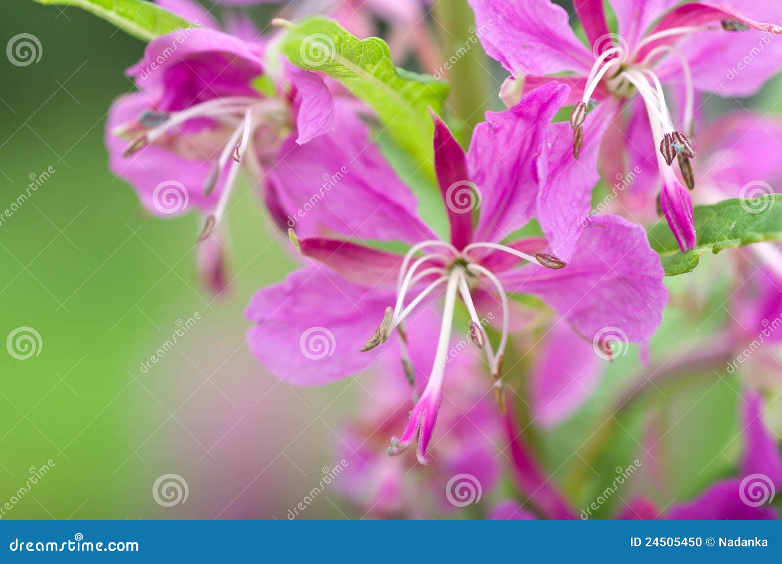 Fireweed Single Stem Stock Photos - Free & Royalty-Free Stock Photos ...