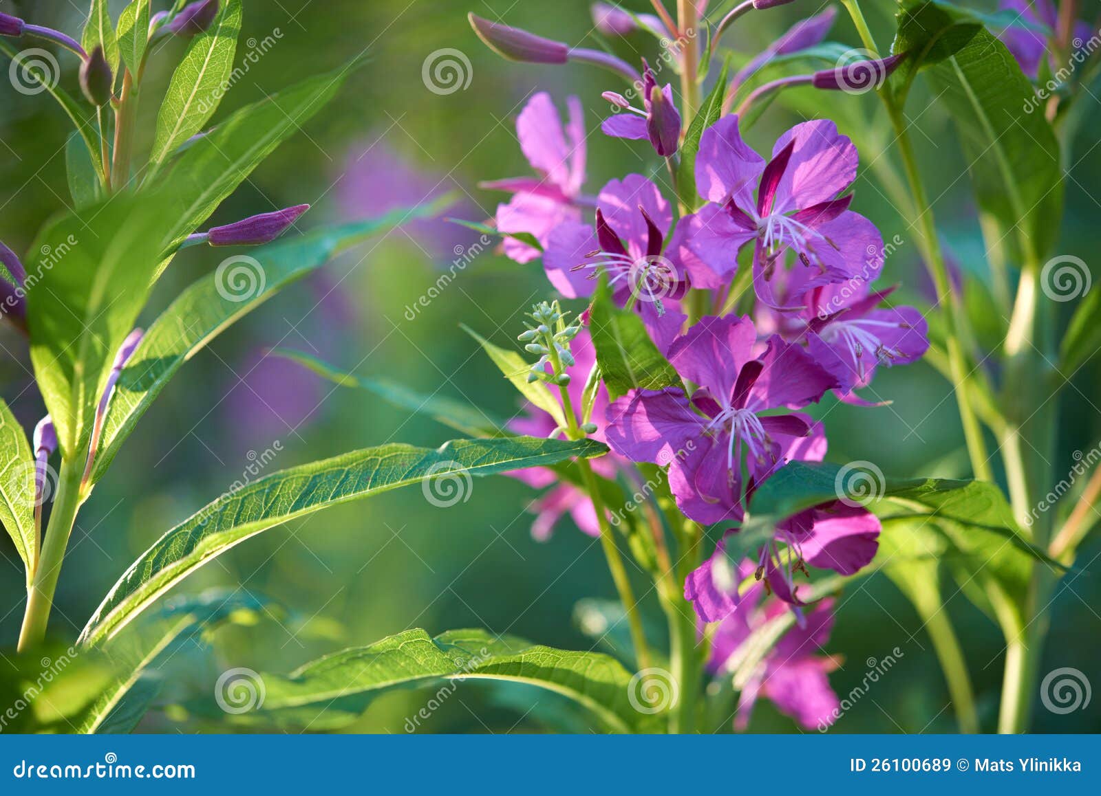 6,480 Fireweed Photos - Free & Royalty-Free Stock Photos from Dreamstime