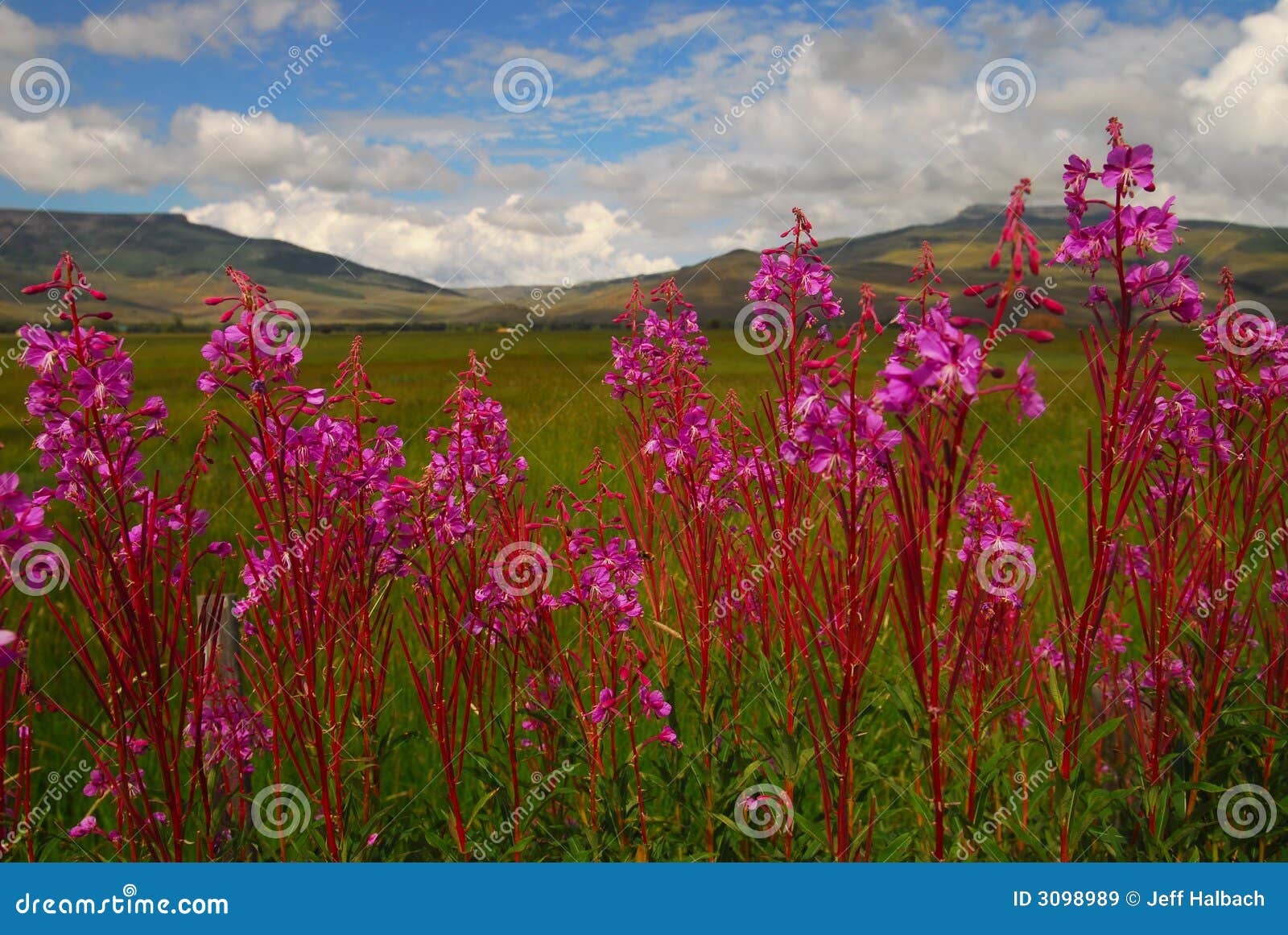 Fireweed stock image. Image of skies, natural, majestic - 3098989