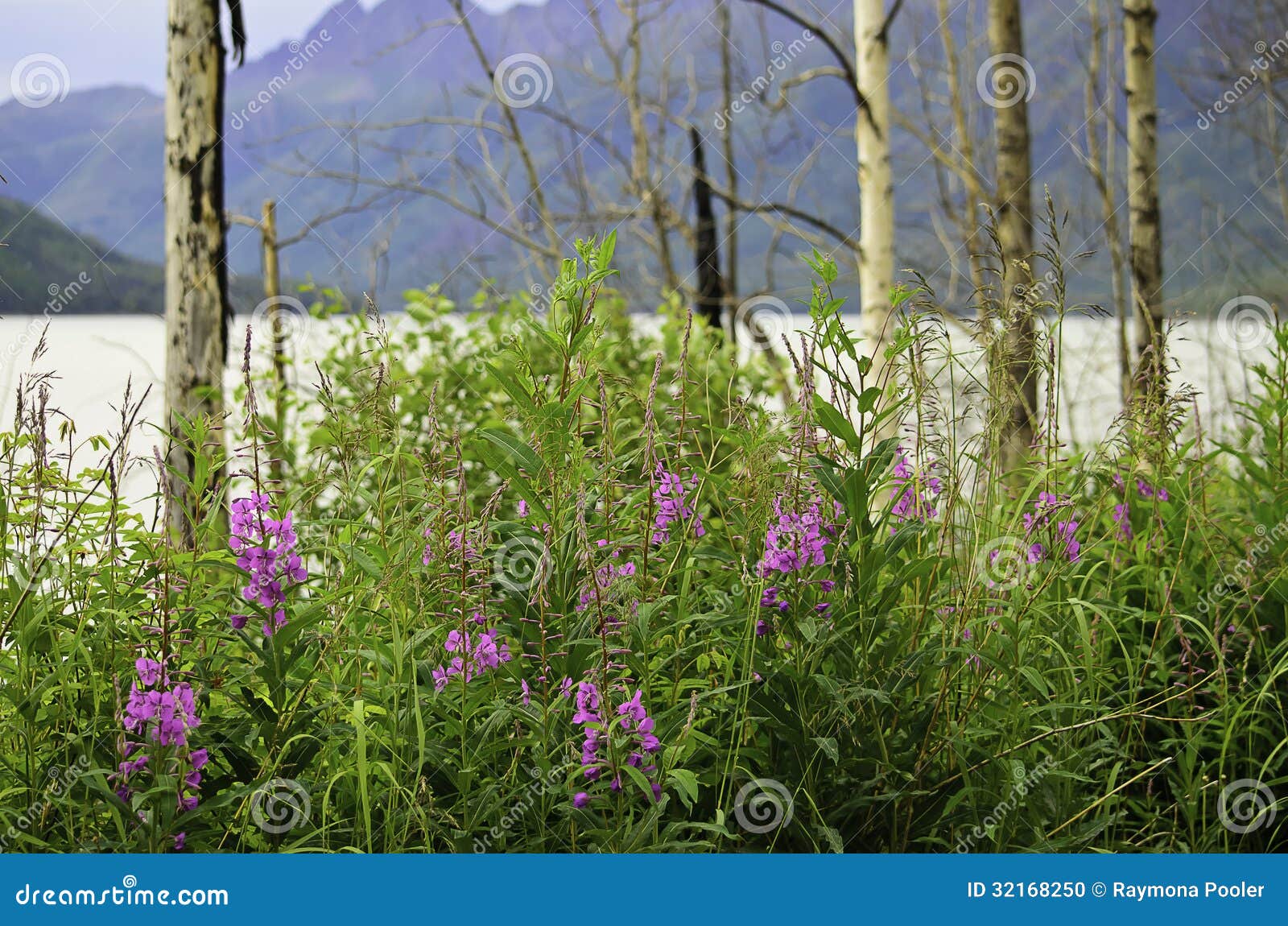 Fireweed Alaska stock photo. Image of natural, fine, explore - 32168250