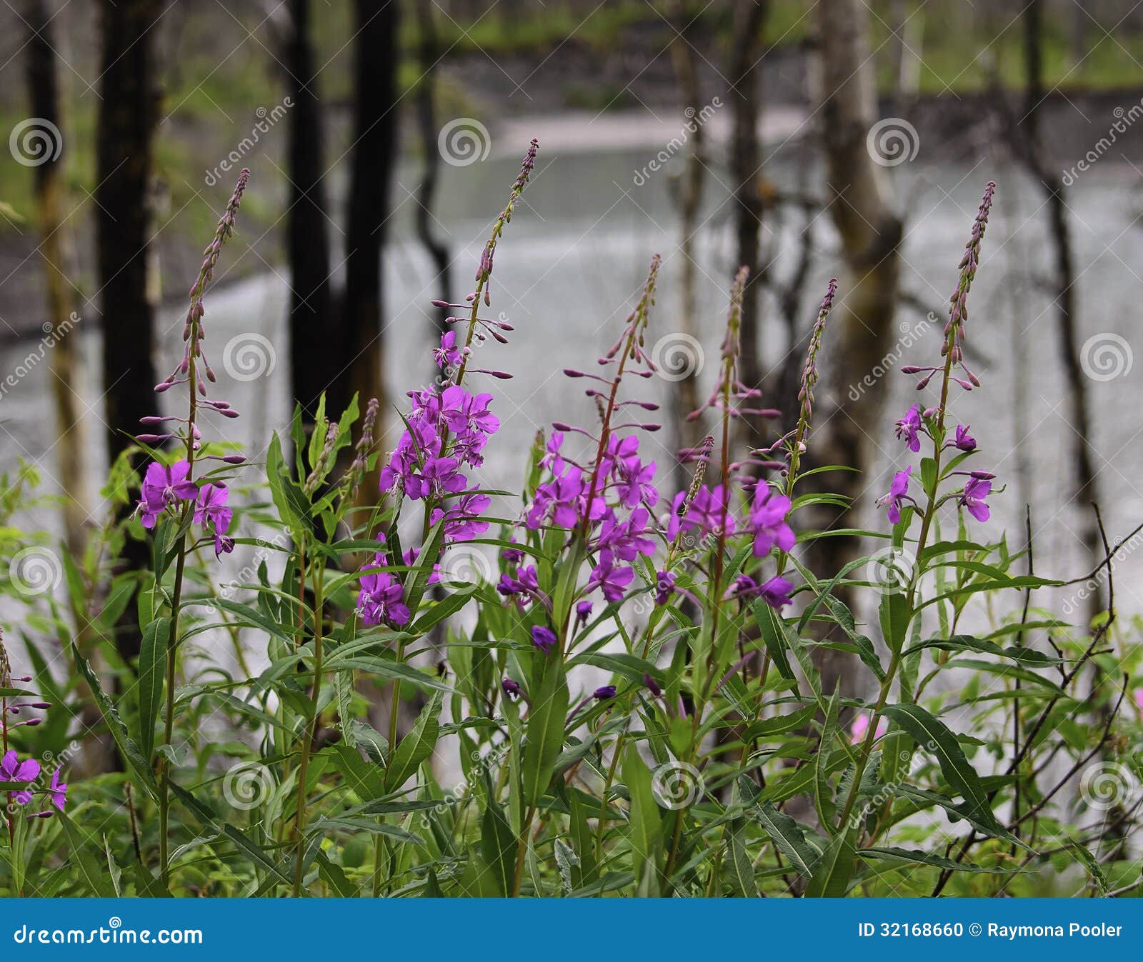 Fireweed Alaska stock photo. Image of lake, fireweed - 32168660