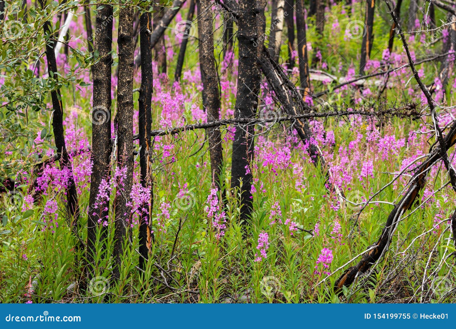 Fireweed Along the Alaska Highway Stock Image - Image of plant, spring ...