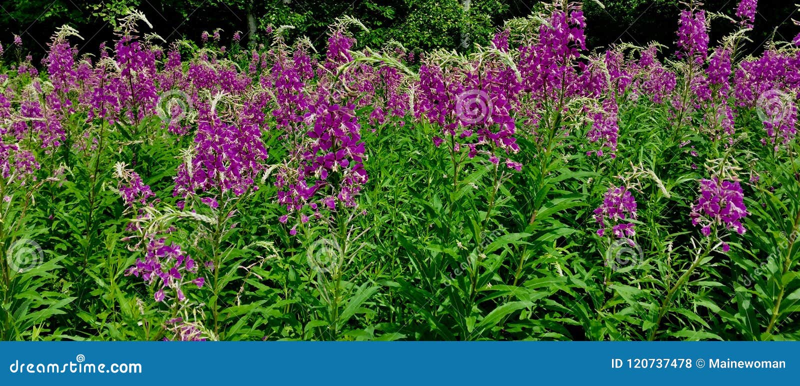 Fireweed in bloom stock photo. Image of fireweeds, wildflower - 120737478