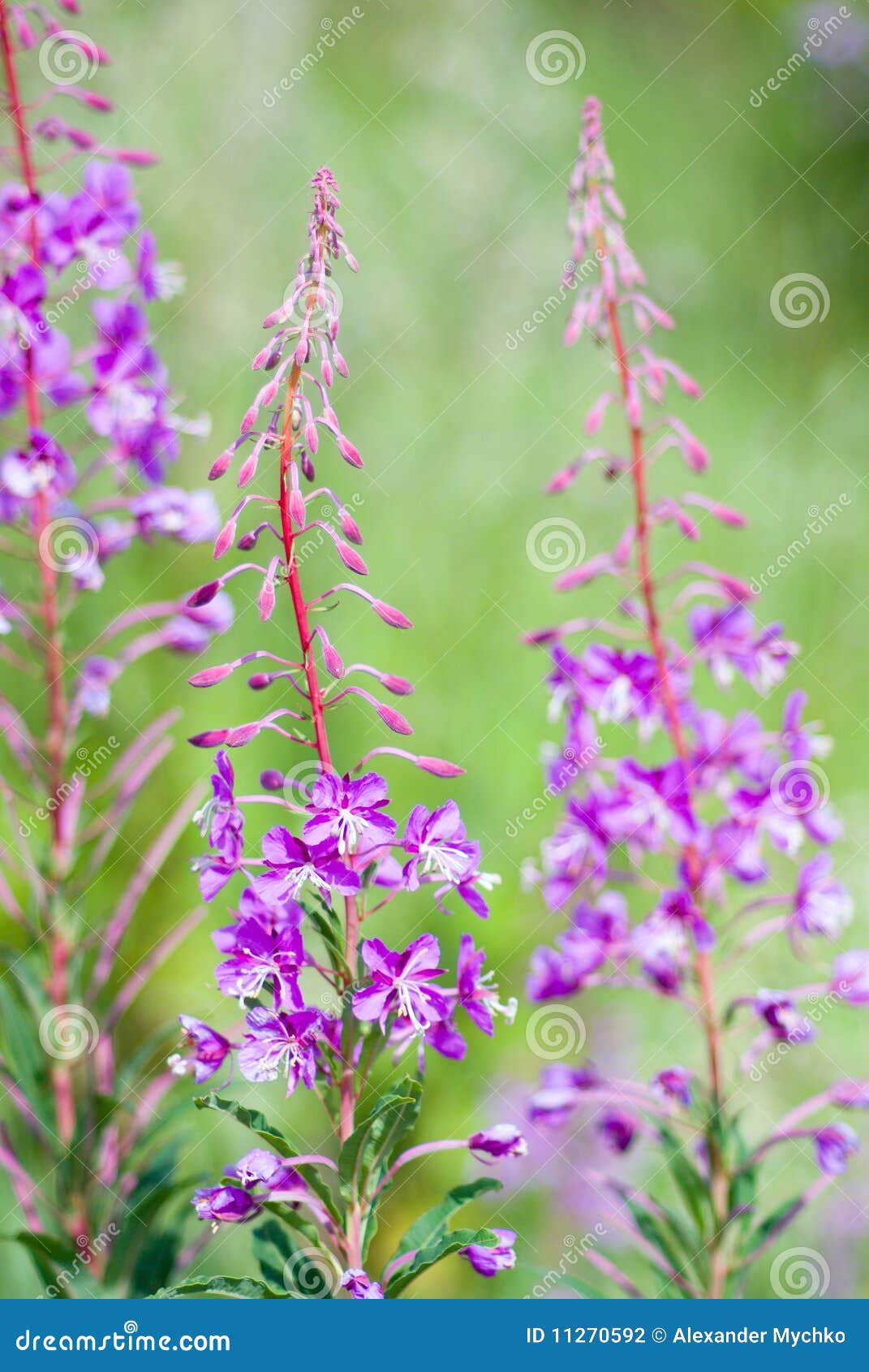 Fireweed .blooming sally stock photo. Image of delicate - 11270592