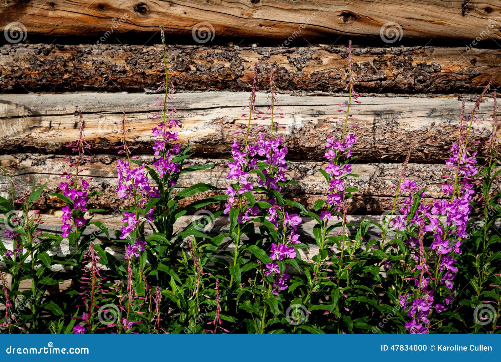 Fireweed stock photo. Image of flower, bloom, color, outdoors - 47834000