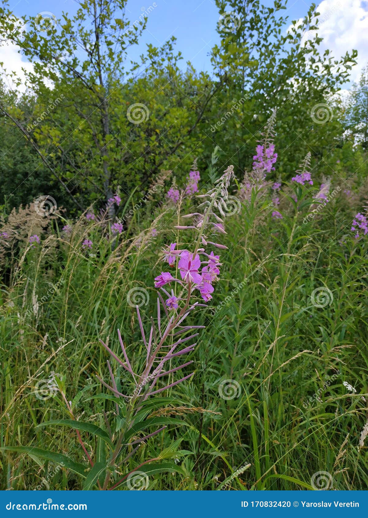 Fireweed on Blue Sky Background with Clouds Stock Photo - Image of ...