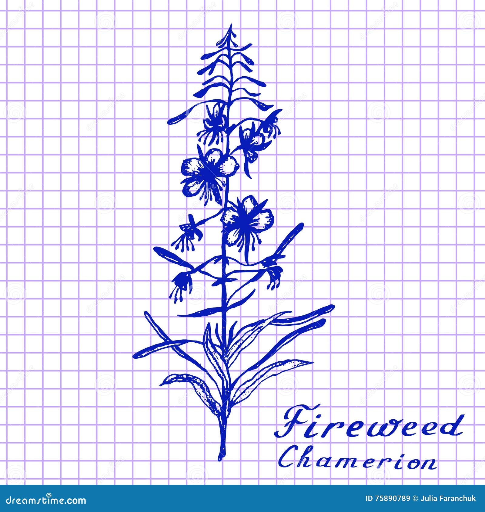 Fireweed. Botanical Drawing on Exercise Book Background Stock ...