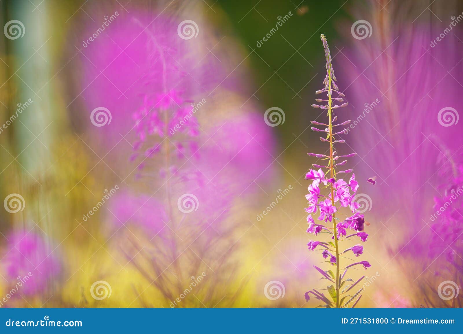 Bumblebee on Fireweed Collecting Nectar and Pollinating Flowers Stock ...