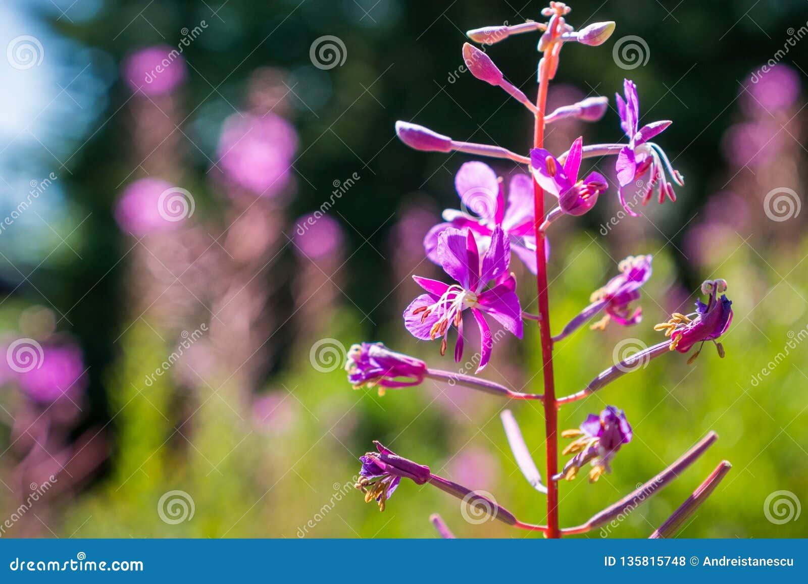 Fireweed Chamerion Angustifolium Wildflower Blooming Stock Photo ...