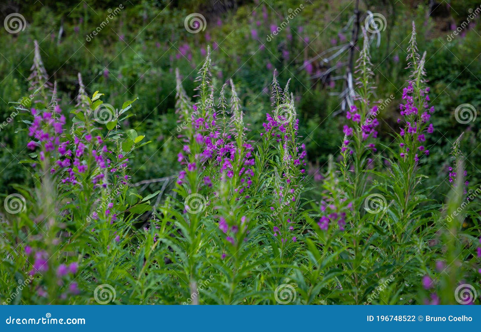 Fireweed Plant Flower stock photo. Image of purple, malopolska - 196748522