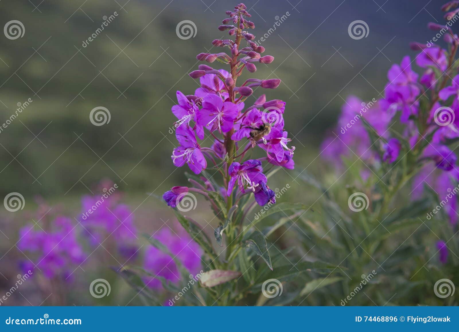 Fireweed stock photo. Image of beautiful, alaskan, detail - 74468896