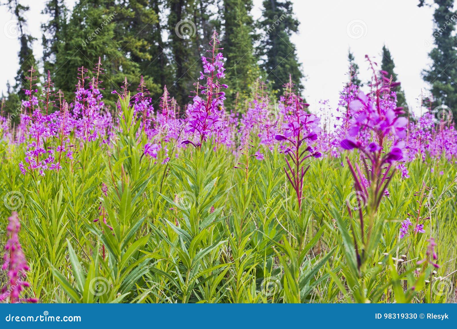 Fireweed stock photo. Image of wilderness, nature, canada - 98319330