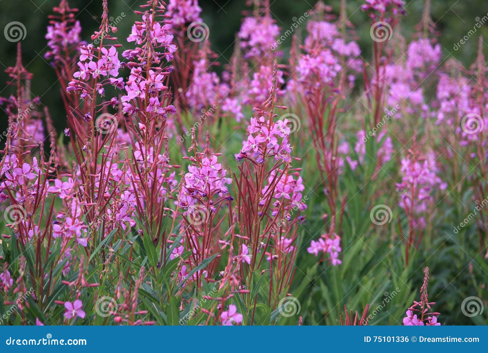 Fireweed stock photo. Image of nature, fireweed, wildflower - 75101336