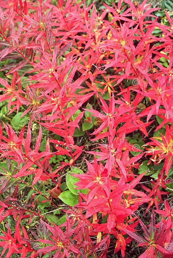 Fireweed stock photo. Image of alaska, wildflower, fall - 203937394