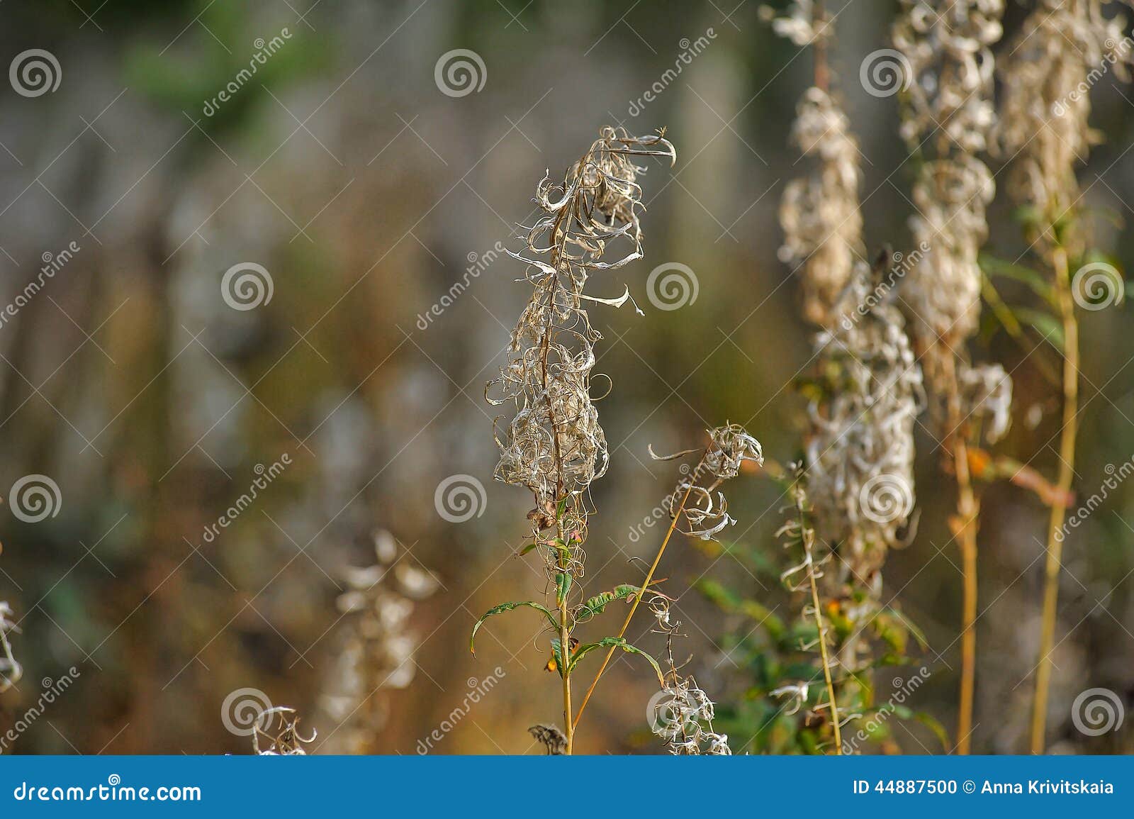 Fireweed in Fall stock photo. Image of close, land, growth - 44887500