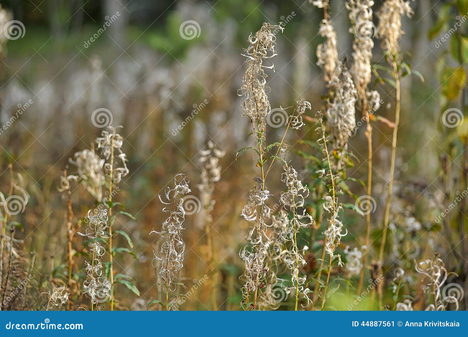 Fireweed in Fall stock image. Image of detail, bloom - 44887561