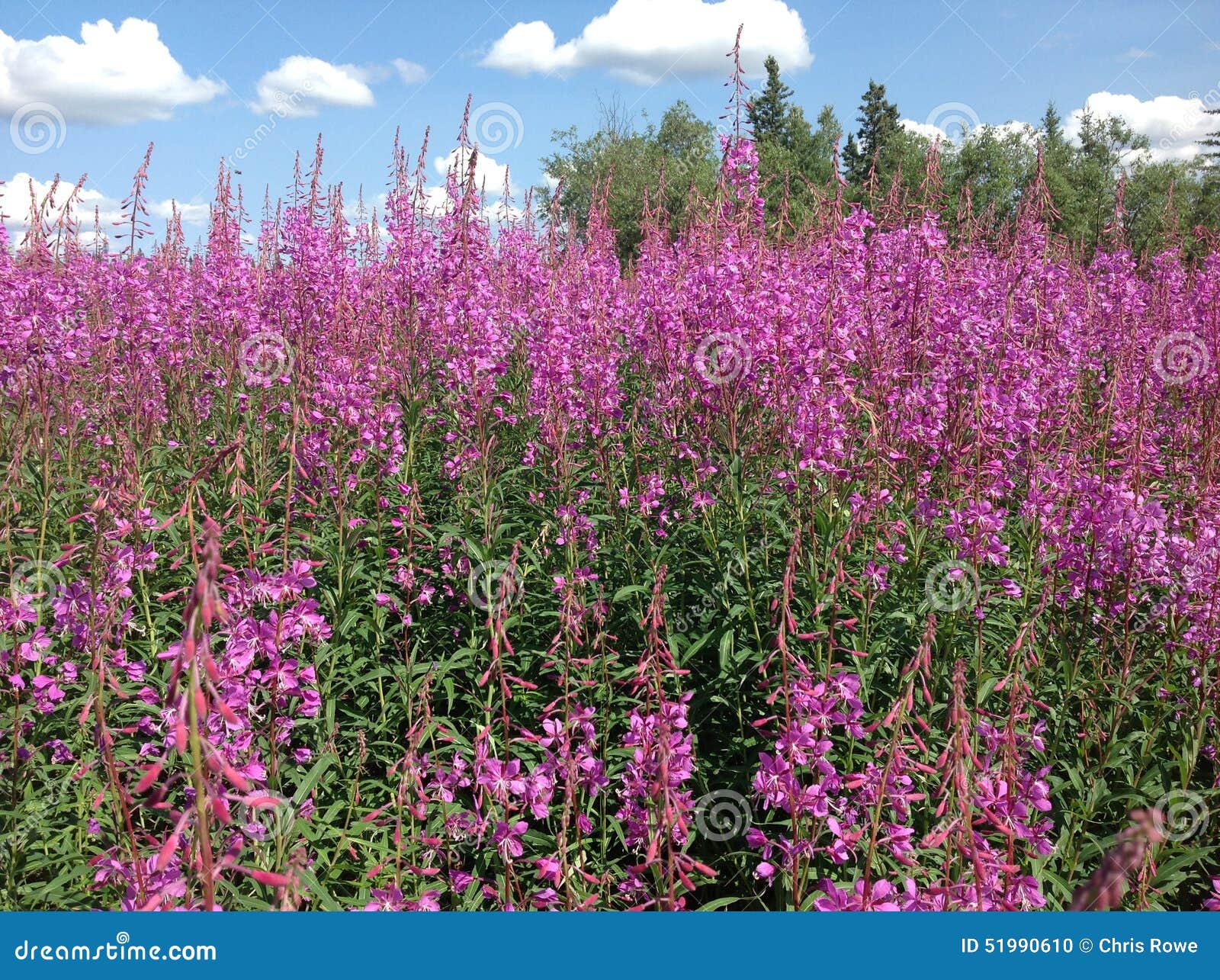 Fireweed stock photo. Image of isolated, pink, fire, backdrop - 51990610