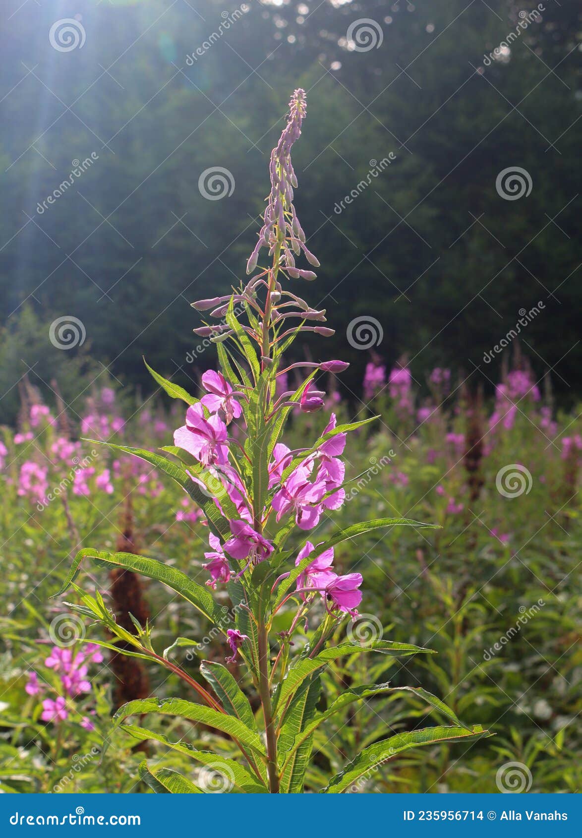 Fireweed flower stock photo. Image of summer, plant - 235956714