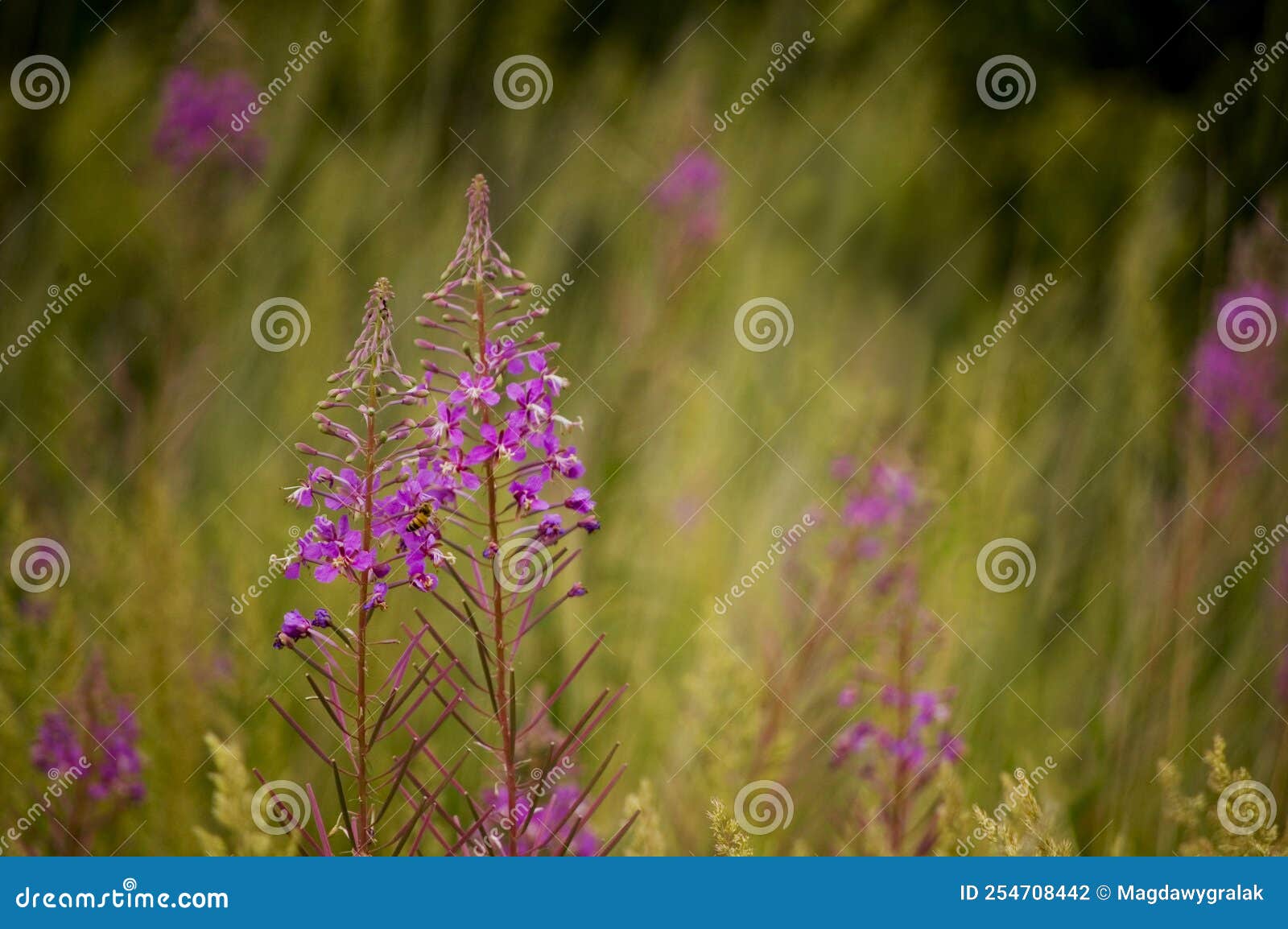 Fireweed Flower in Spring Meadow Stock Photo - Image of botanical ...