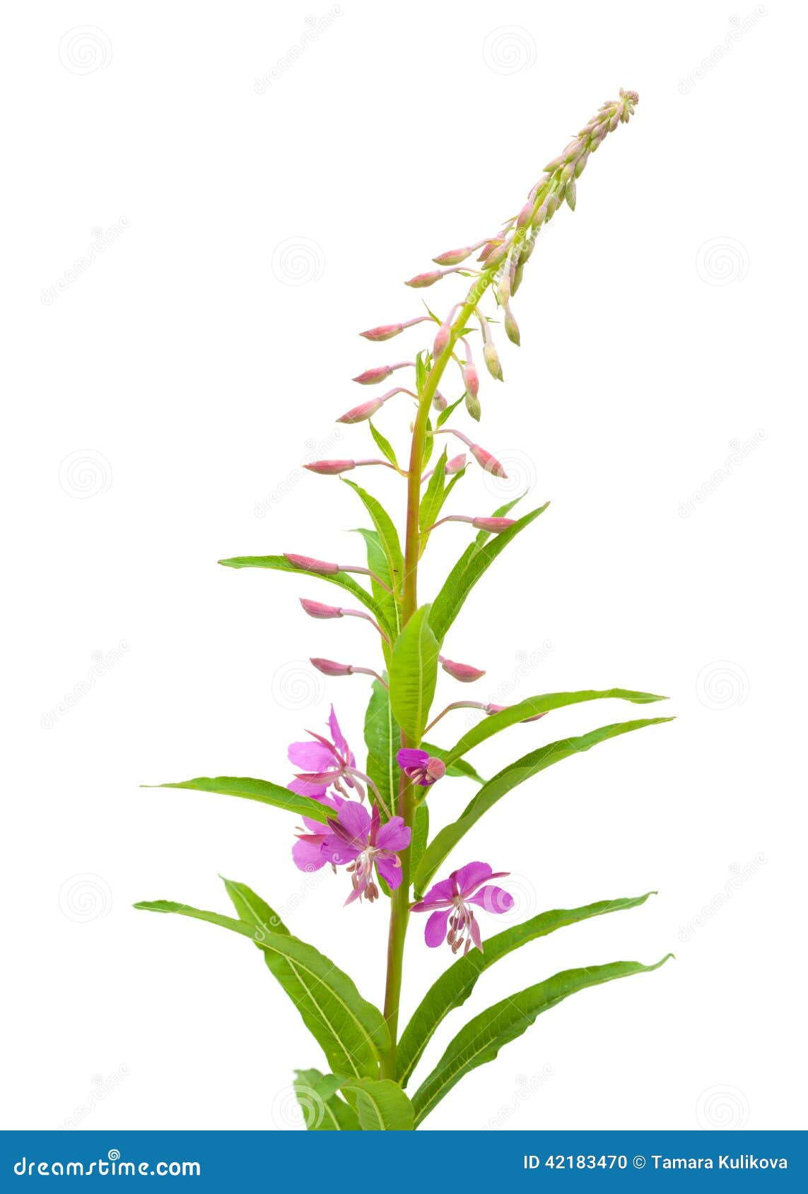 Fireweed stock photo. Image of herb, narrow, great, northern - 42183470