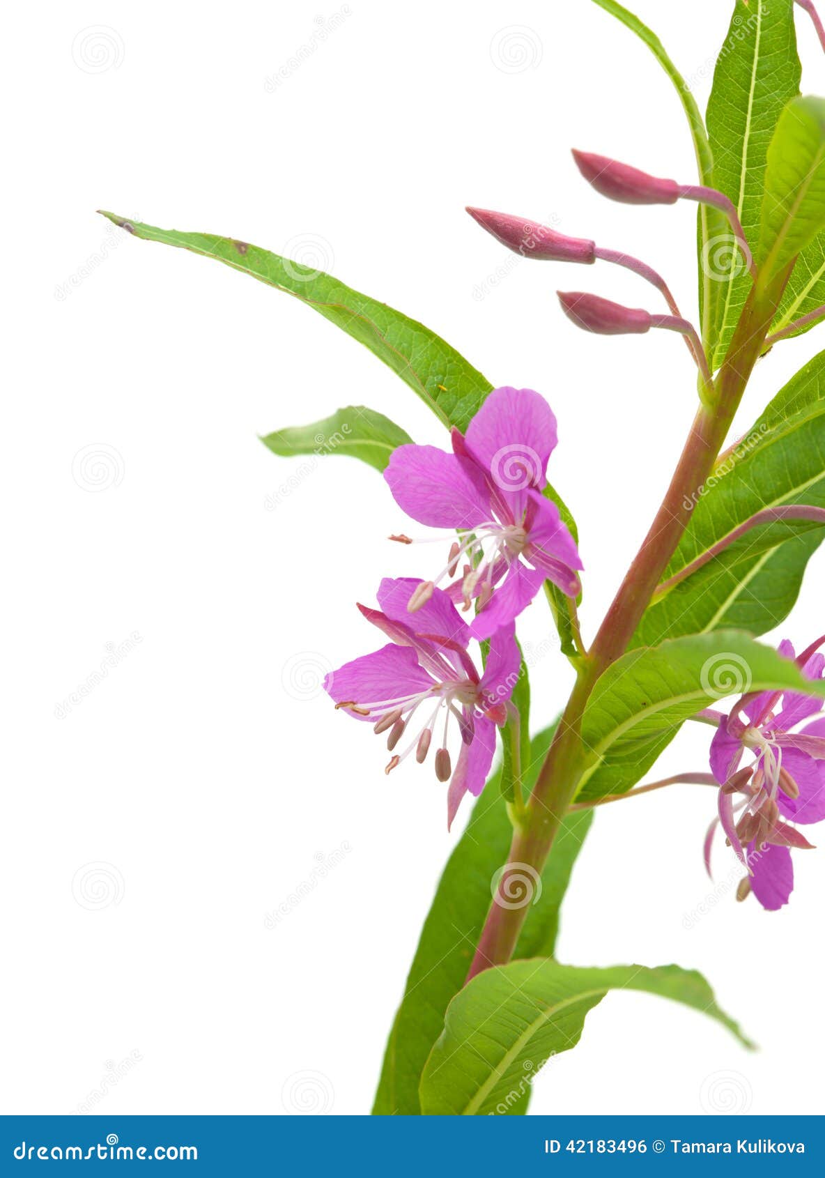 Fireweed stock photo. Image of isolated, white, perennial - 42183496