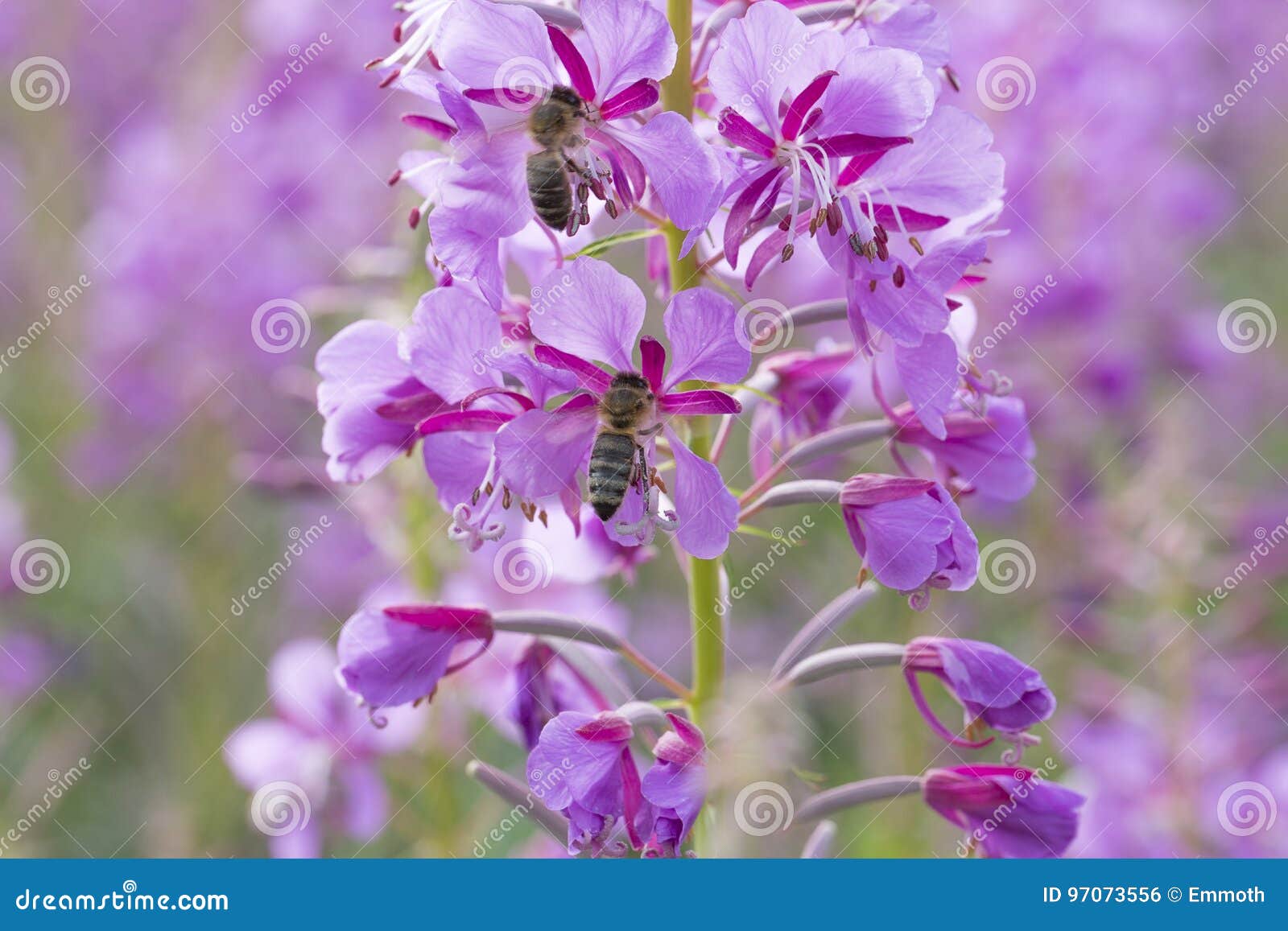 Fireweed Flowers with Bees stock photo. Image of chamaenerion - 97073556