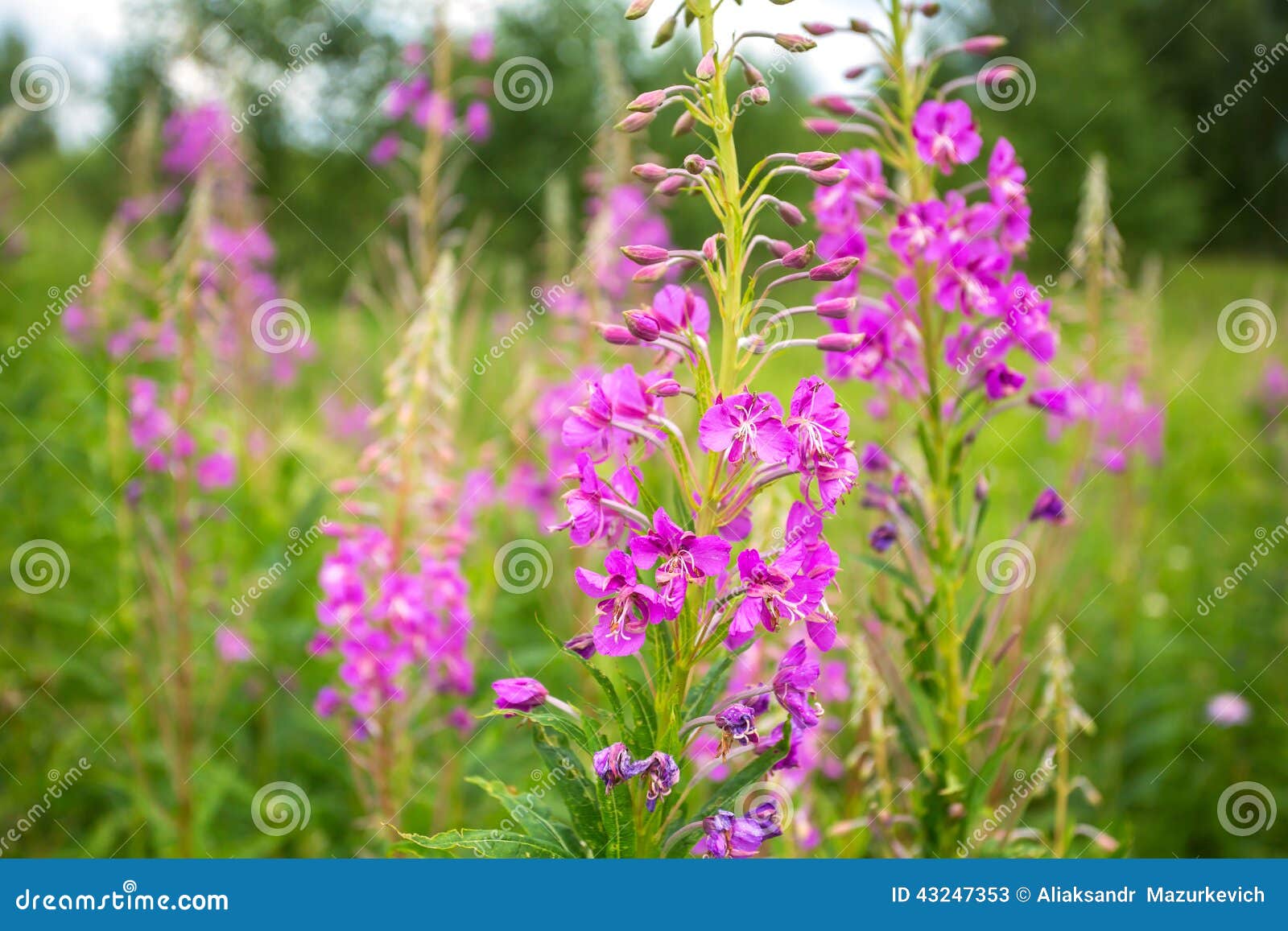 Fireweed Flowers in the Meadow Stock Image - Image of beautiful, flower ...