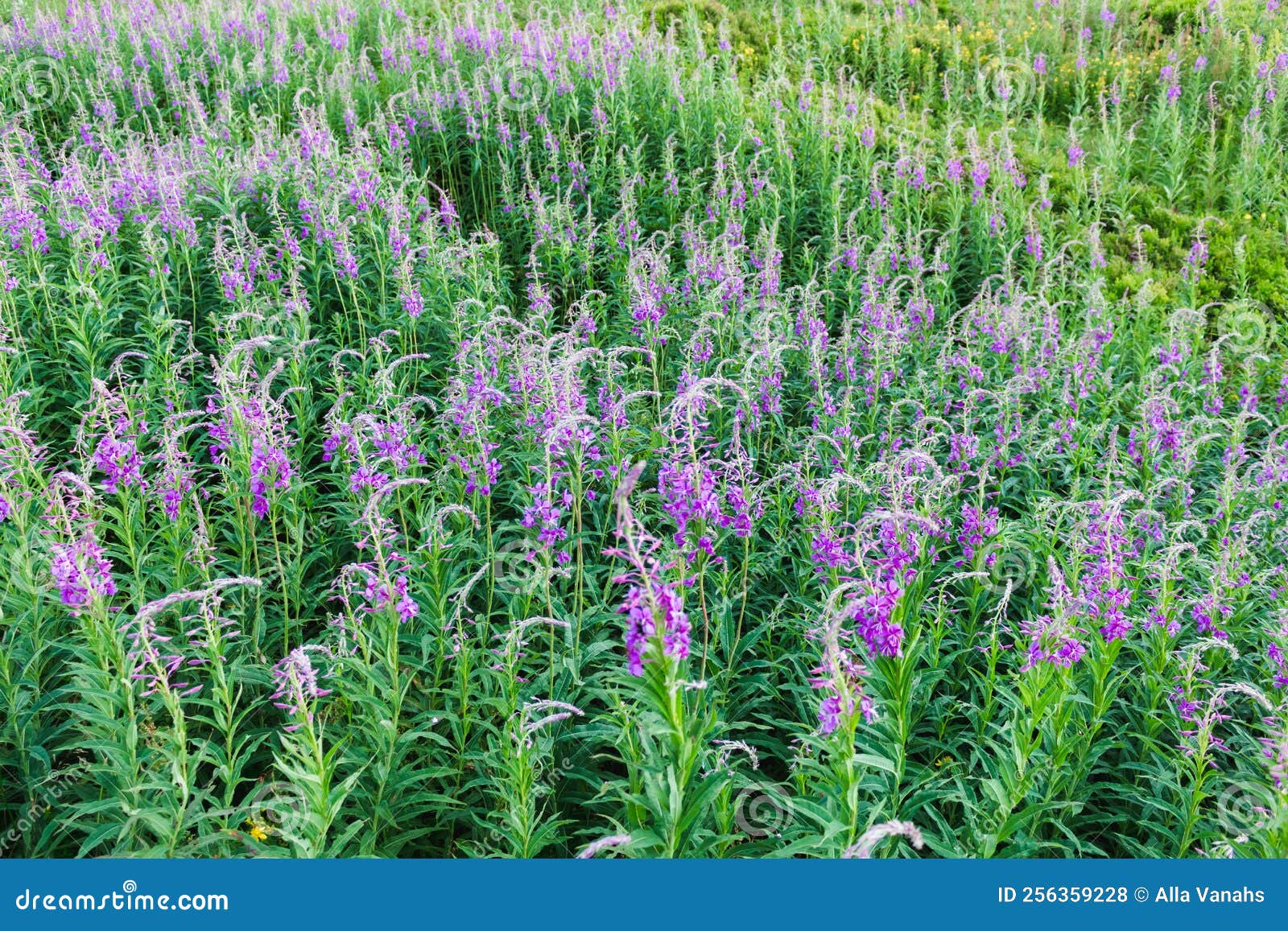 Fireweed flowers stock photo. Image of weed, scenery - 256359228