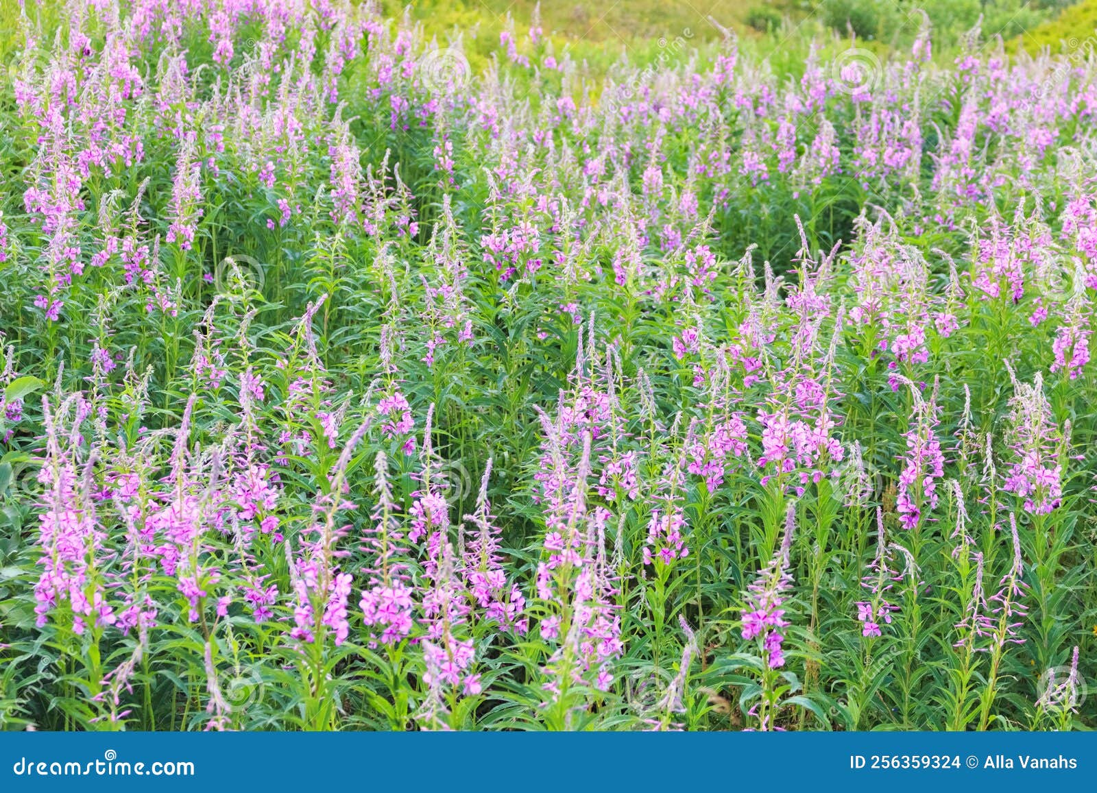 Fireweed flowers stock photo. Image of wilderness, blooming - 256359324
