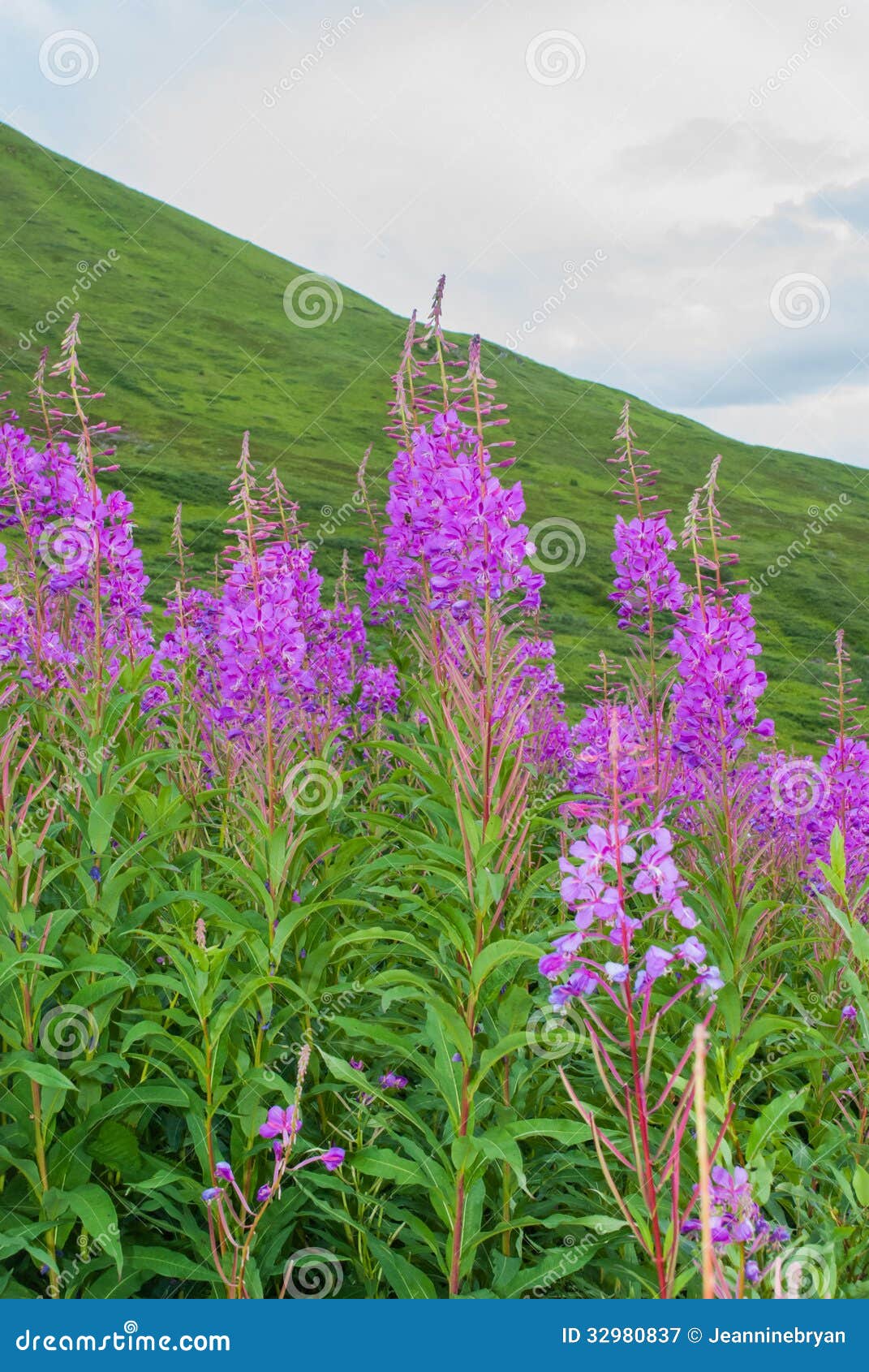 Fireweed stock image. Image of fragility, nature, scene - 32980837