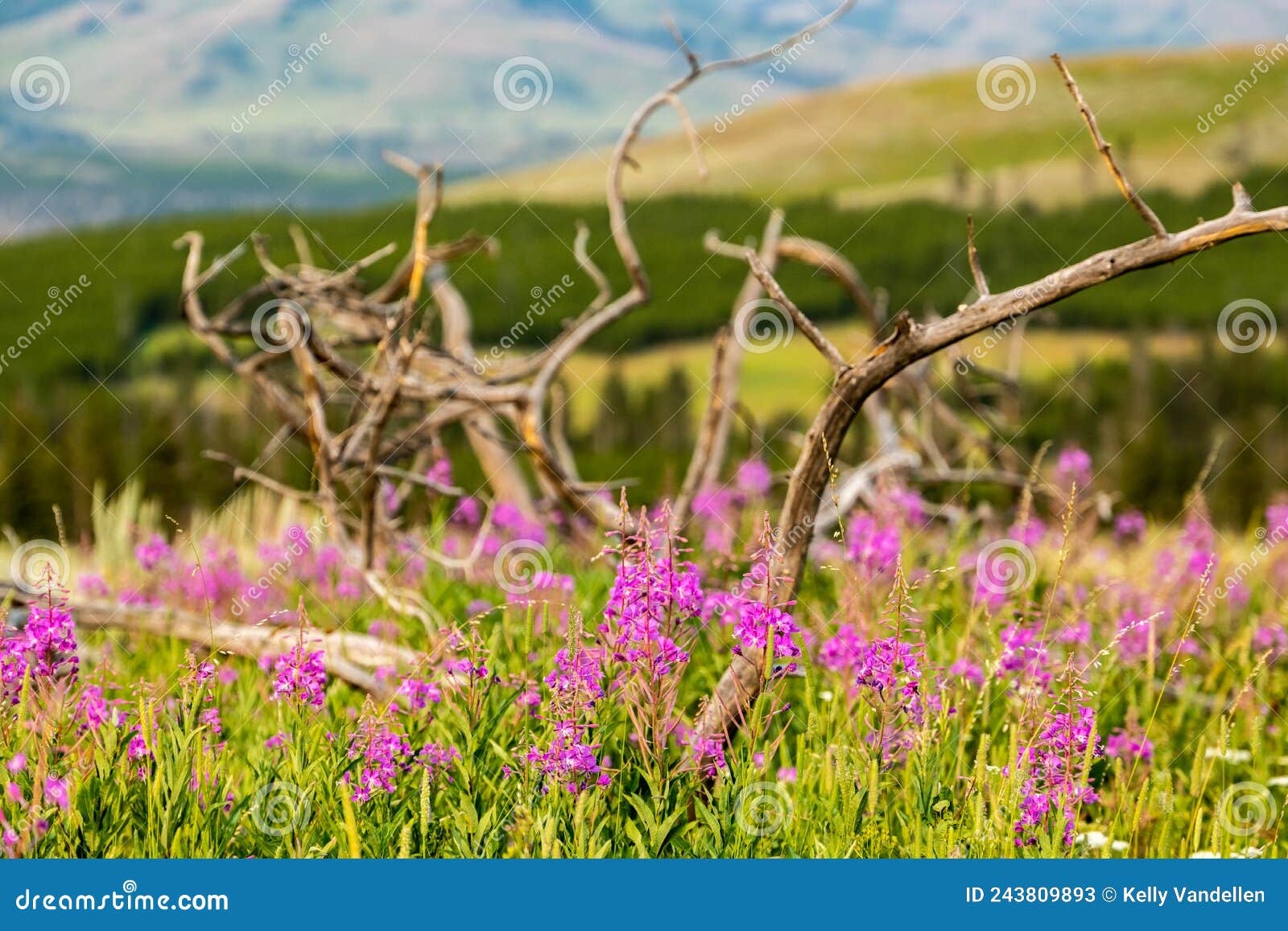 Fireweed Grows in the Tangle of a Downed Tree Stock Image - Image of ...
