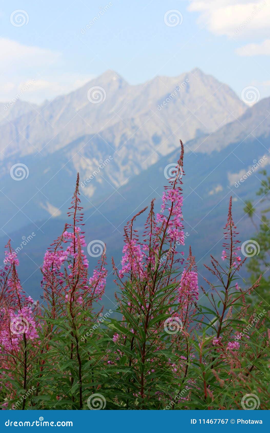 Fireweed in Kootenay stock image. Image of kootenay, alpine - 11467767