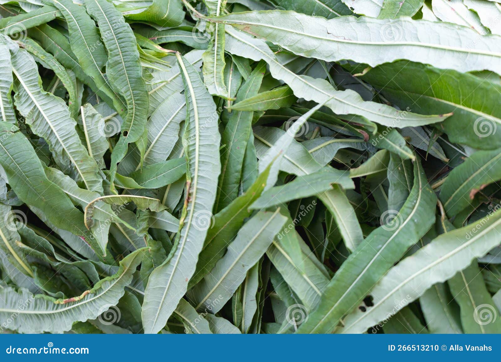 Fireweed leaves stock photo. Image of antioxidant, bloom - 266513210