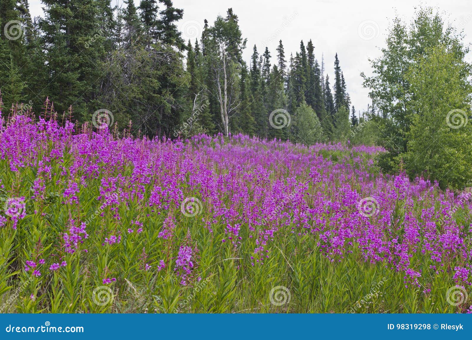 Fireweed in a meadow stock photo. Image of wilderness - 98319298