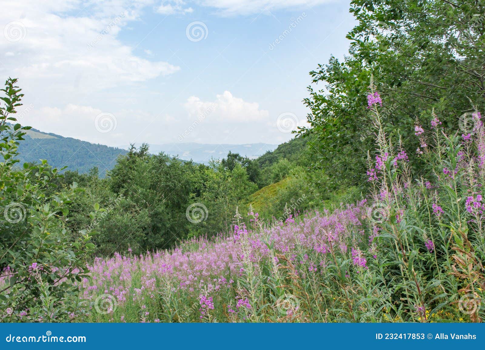 Fireweed meadow stock image. Image of view, landscape - 232417853