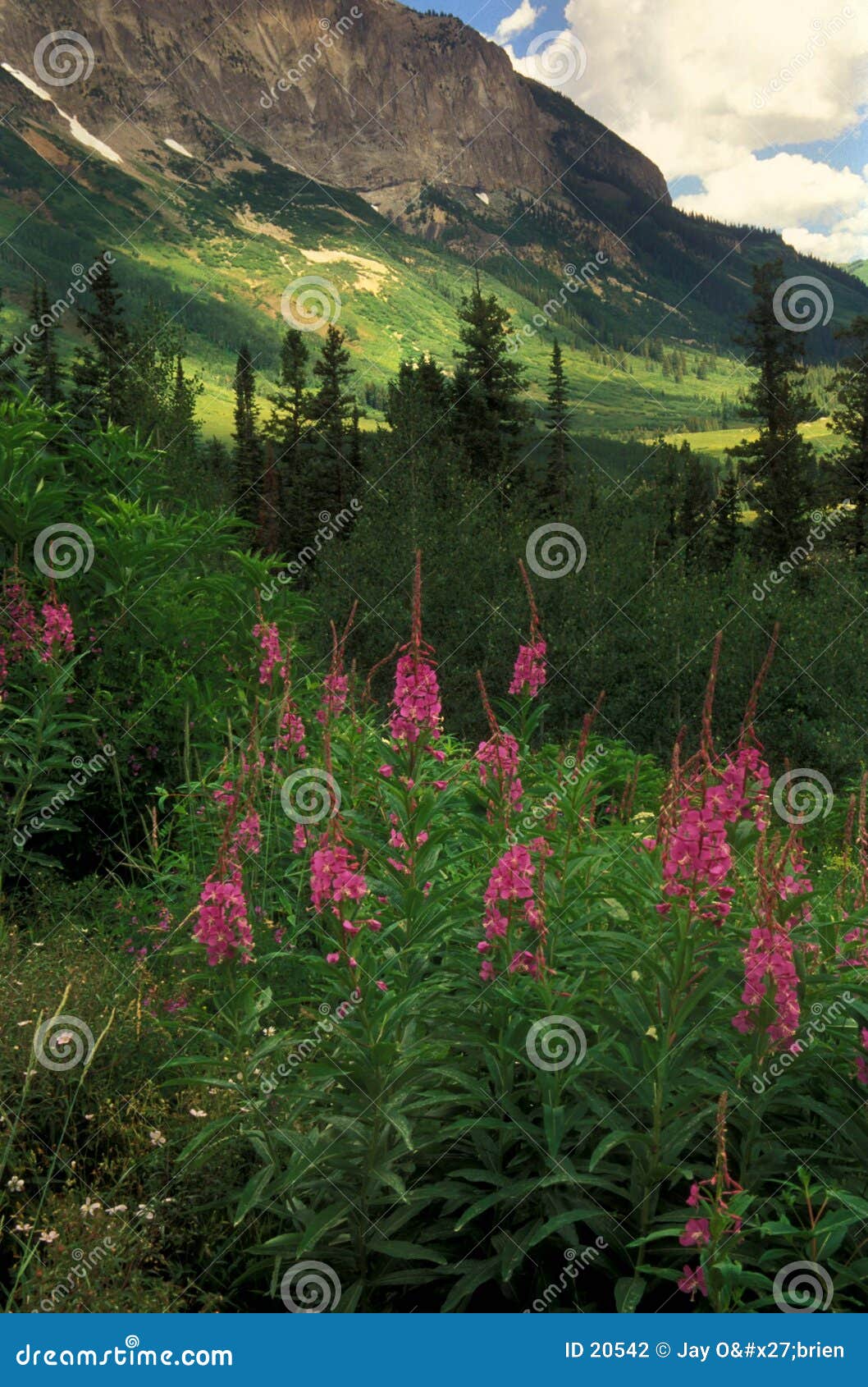 Fireweed & mountain stock photo. Image of fireweed, spring - 20542