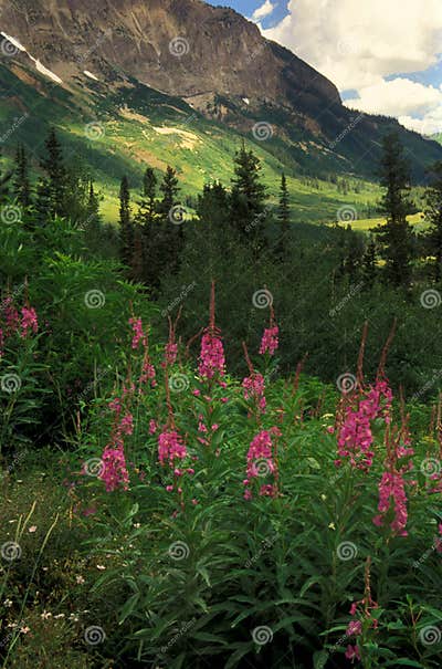 Fireweed & mountain stock photo. Image of fireweed, spring - 20542