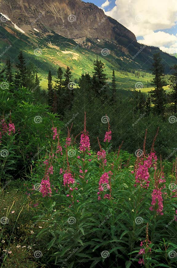 Fireweed & mountain stock photo. Image of fireweed, spring - 20542